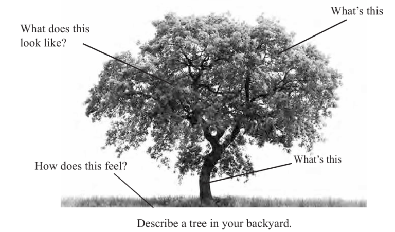 Which do you prefer morning, afternoon, evening, or night: Descriptive ...